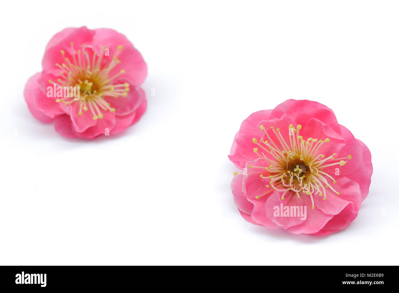 Closeup on pink japanese Cut Out Stock Images & Pictures - Alamy