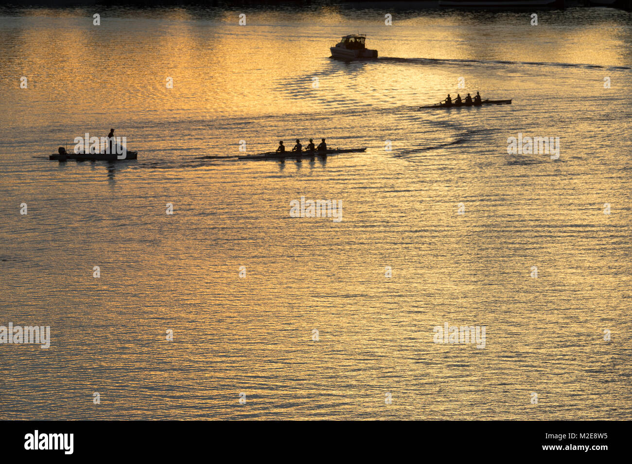 United States, Washington, Seattle, Rowing schells on Lake Union with ...