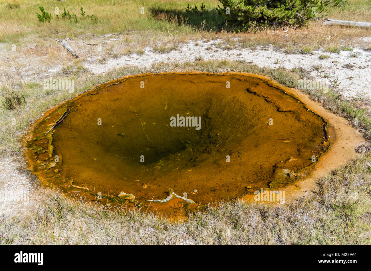 Orange algae hi-res stock photography and images - Alamy