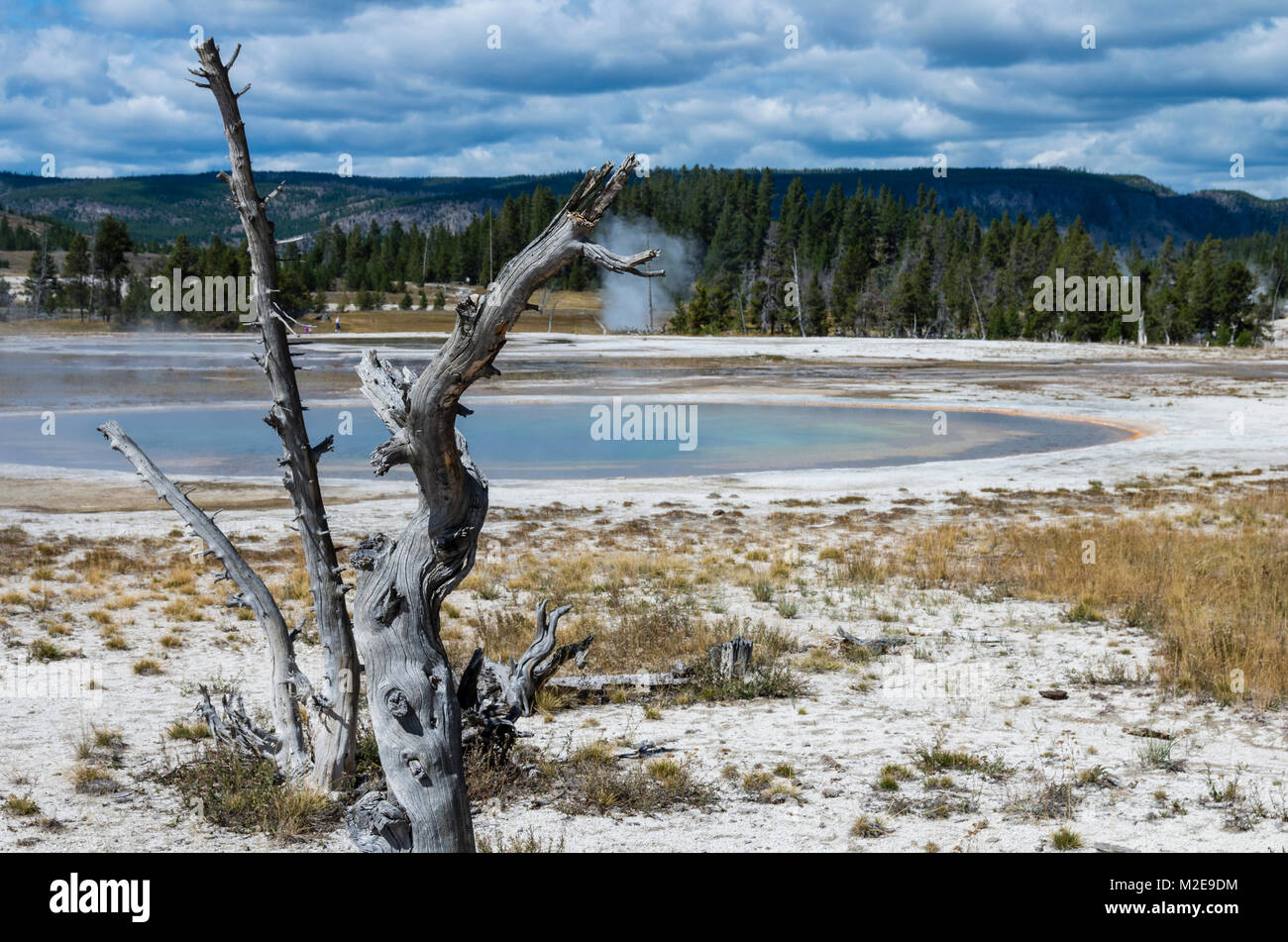 Tree stump and feature hi-res stock photography and images - Alamy