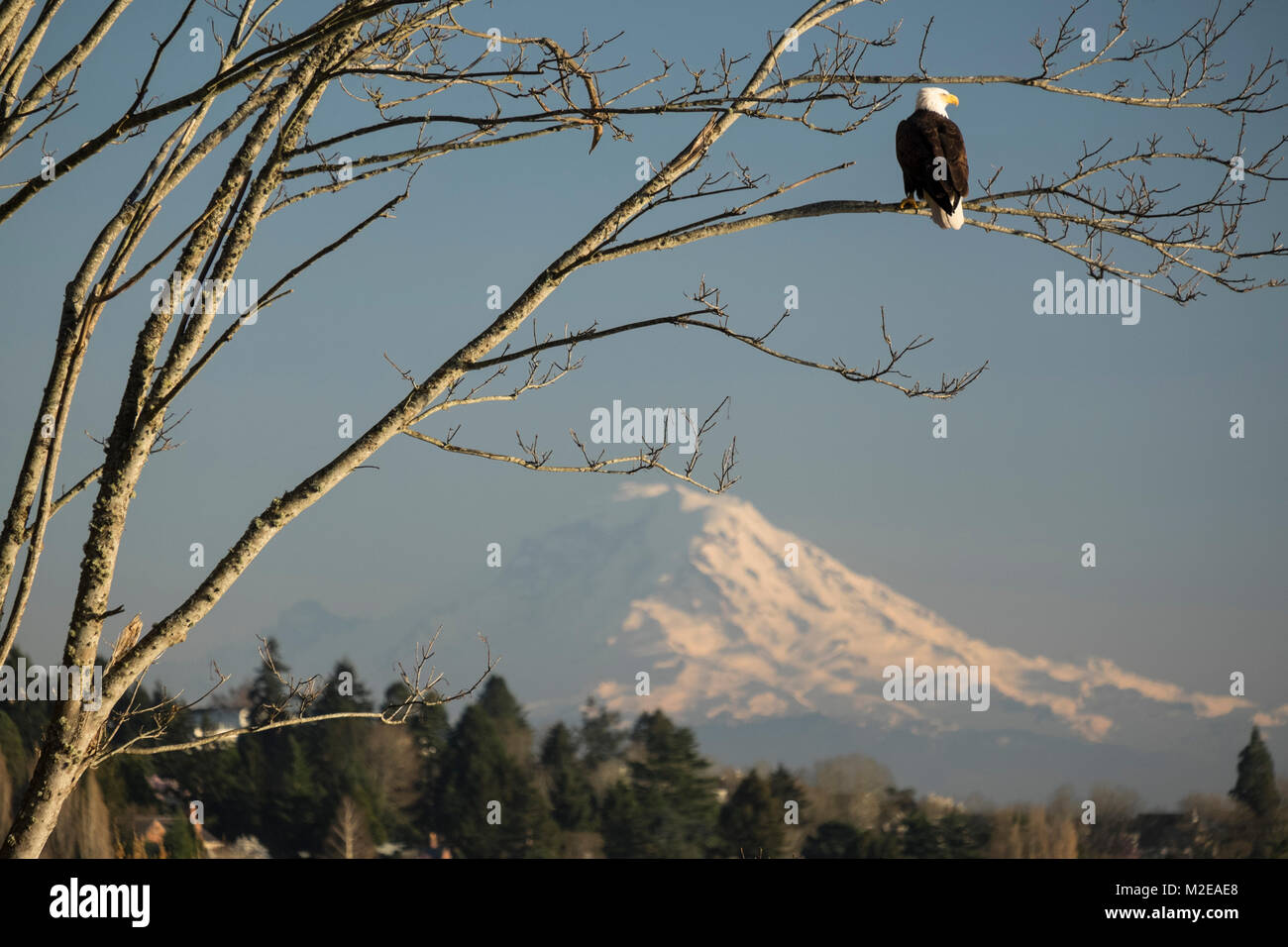 Bald eagle in tree of Discovery Park, Mount Rainier, Seattle ...