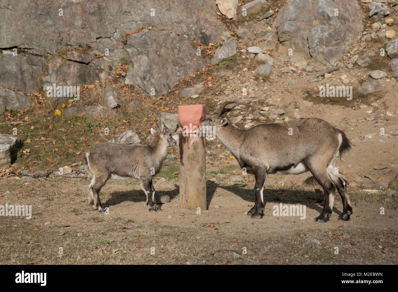 Omega park, Quebec, Canada, animals in the park Stock Photo - Alamy