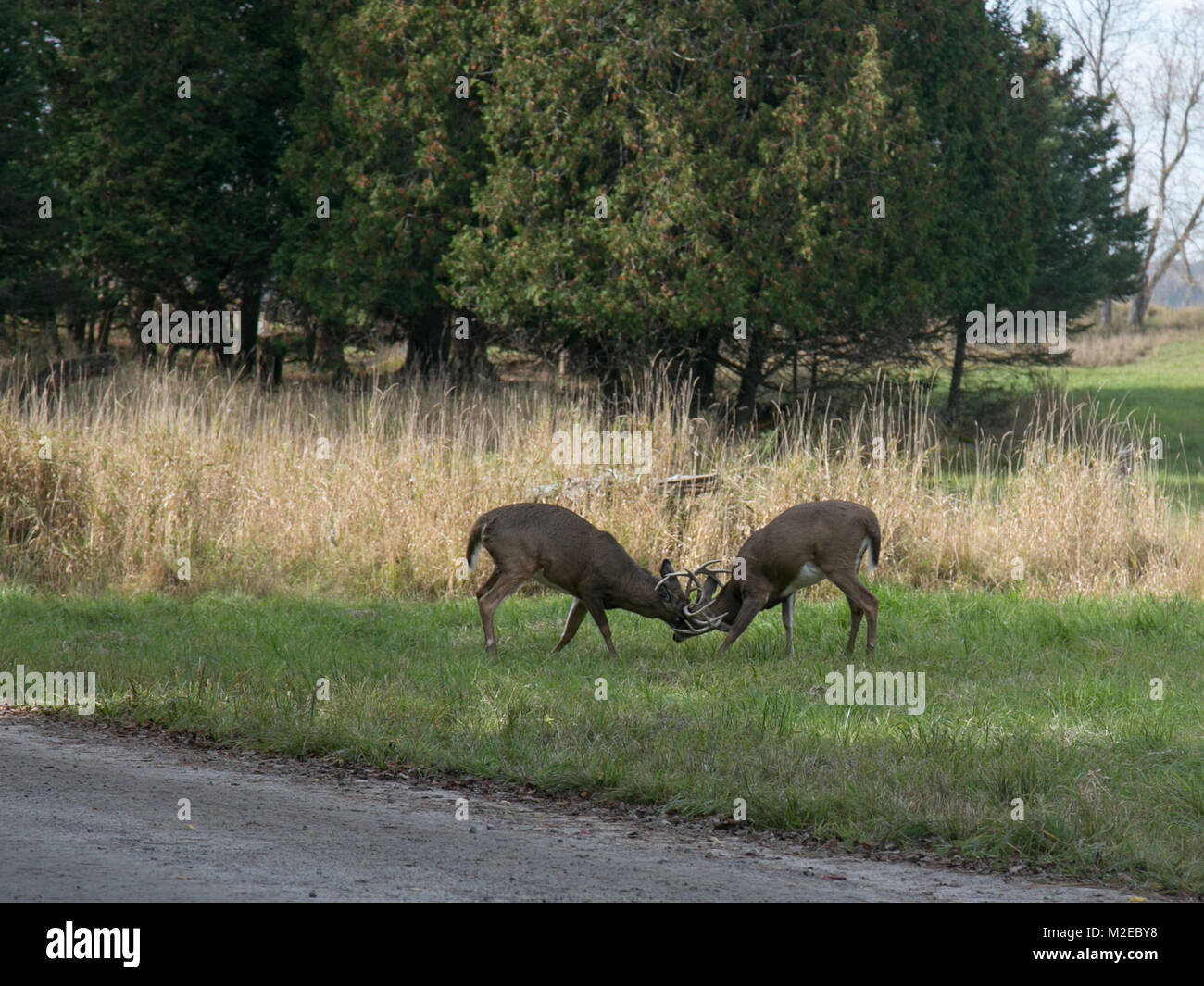 Omega park, Quebec, Canada, animals in the park Stock Photo - Alamy