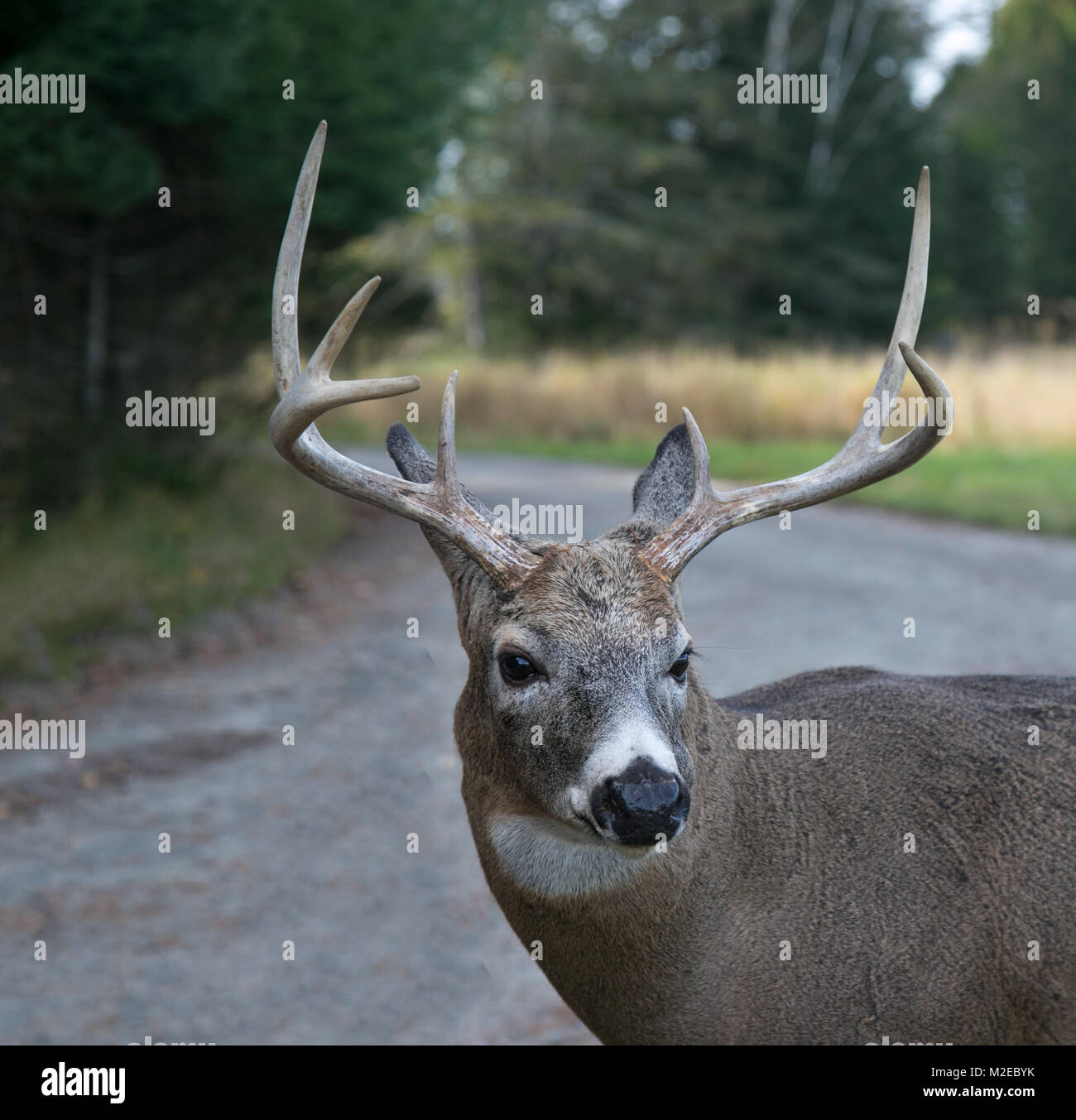 Canada people life interesting hi-res stock photography and images - Alamy