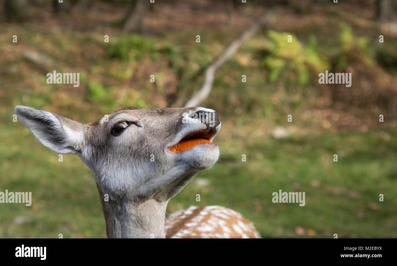 Omega park, Quebec, Canada, animals in the park Stock Photo - Alamy