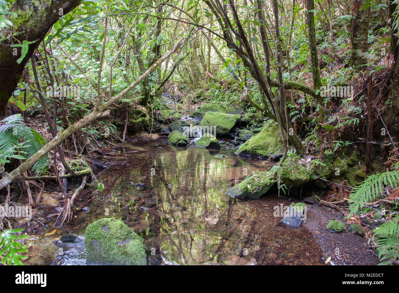 Stream Water On A Bush Walk Stock Photo - Alamy