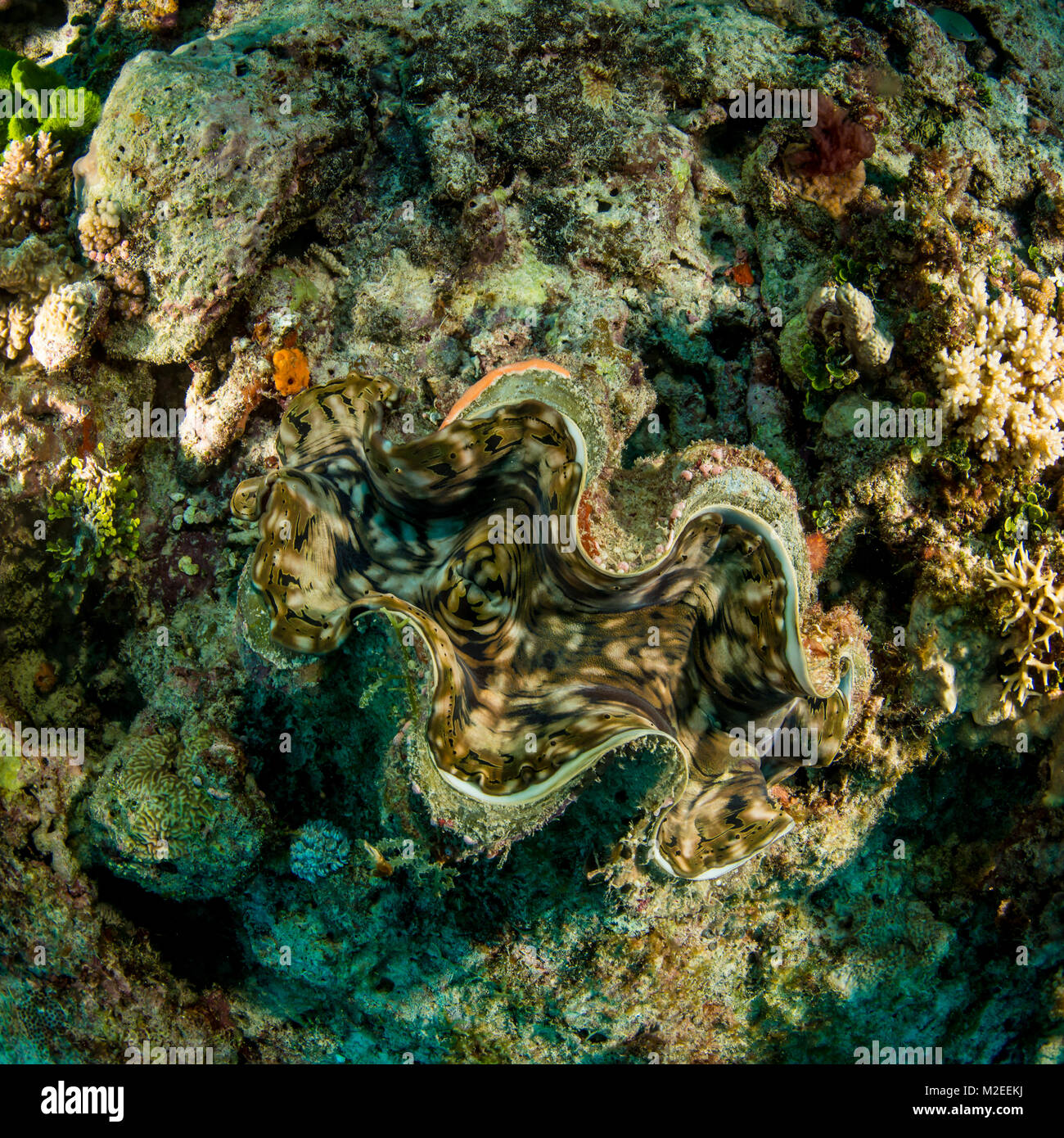 Giant clam south pacific hi-res stock photography and images - Alamy