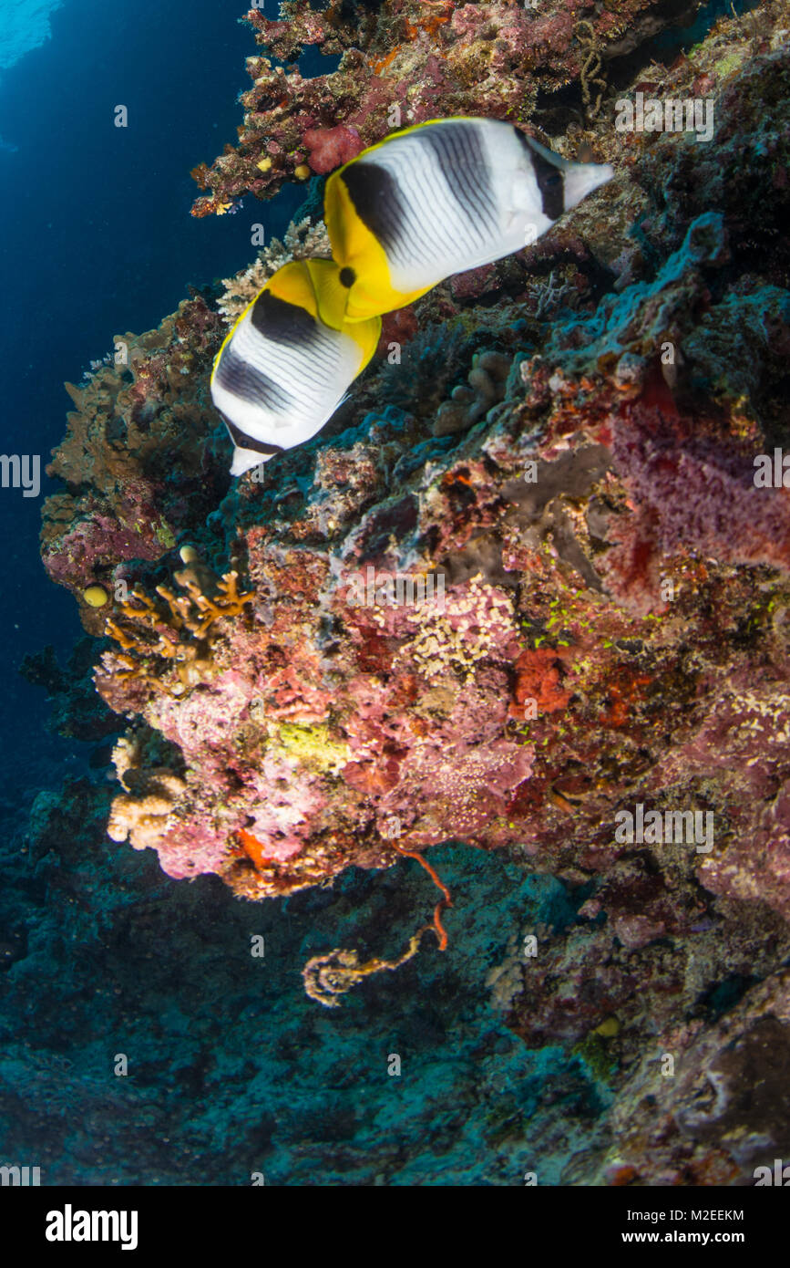 Giant clam living on the reef Stock Photo - Alamy