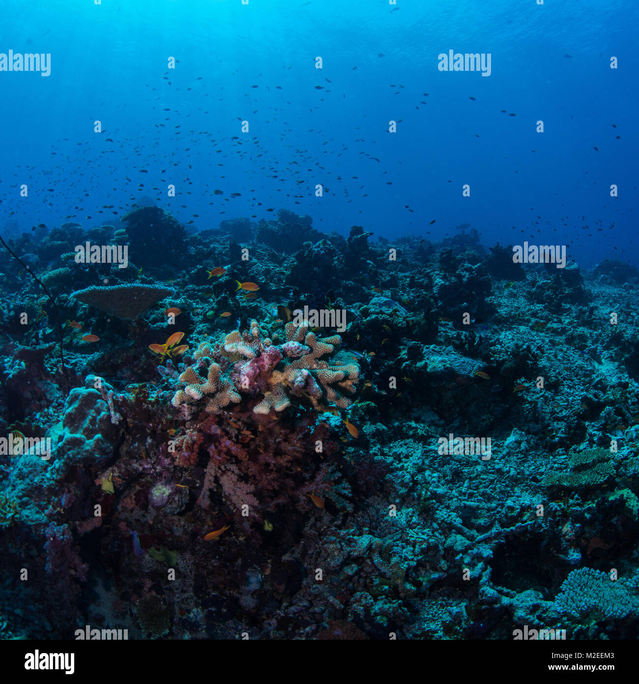 Angel fish swimming over the reef Stock Photo - Alamy