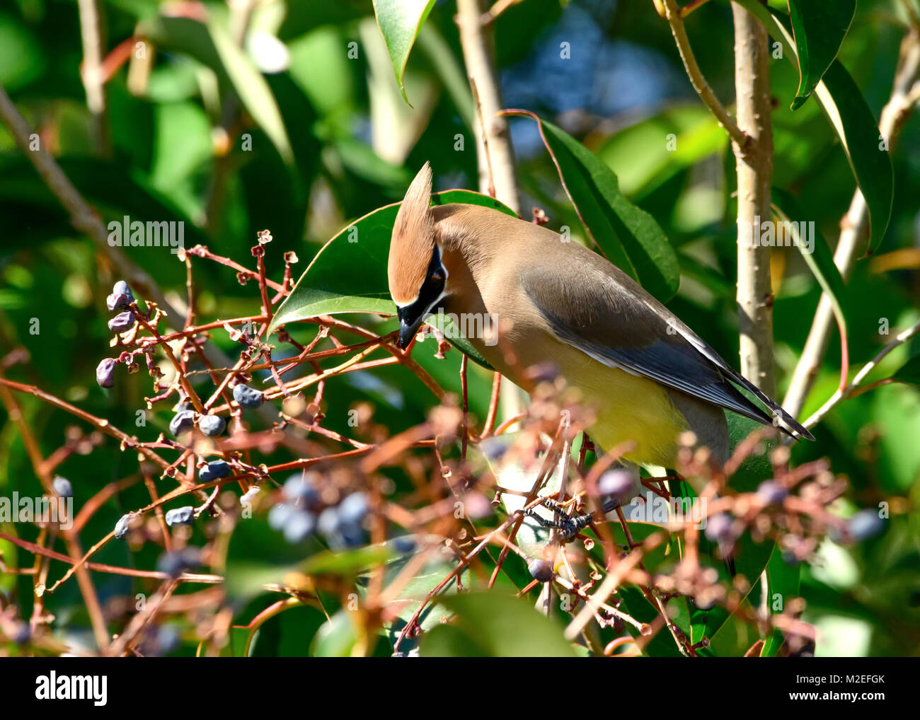 Cedar Waxwing -- Bombycilla cedrorum Eating berries Stock Photo - Alamy