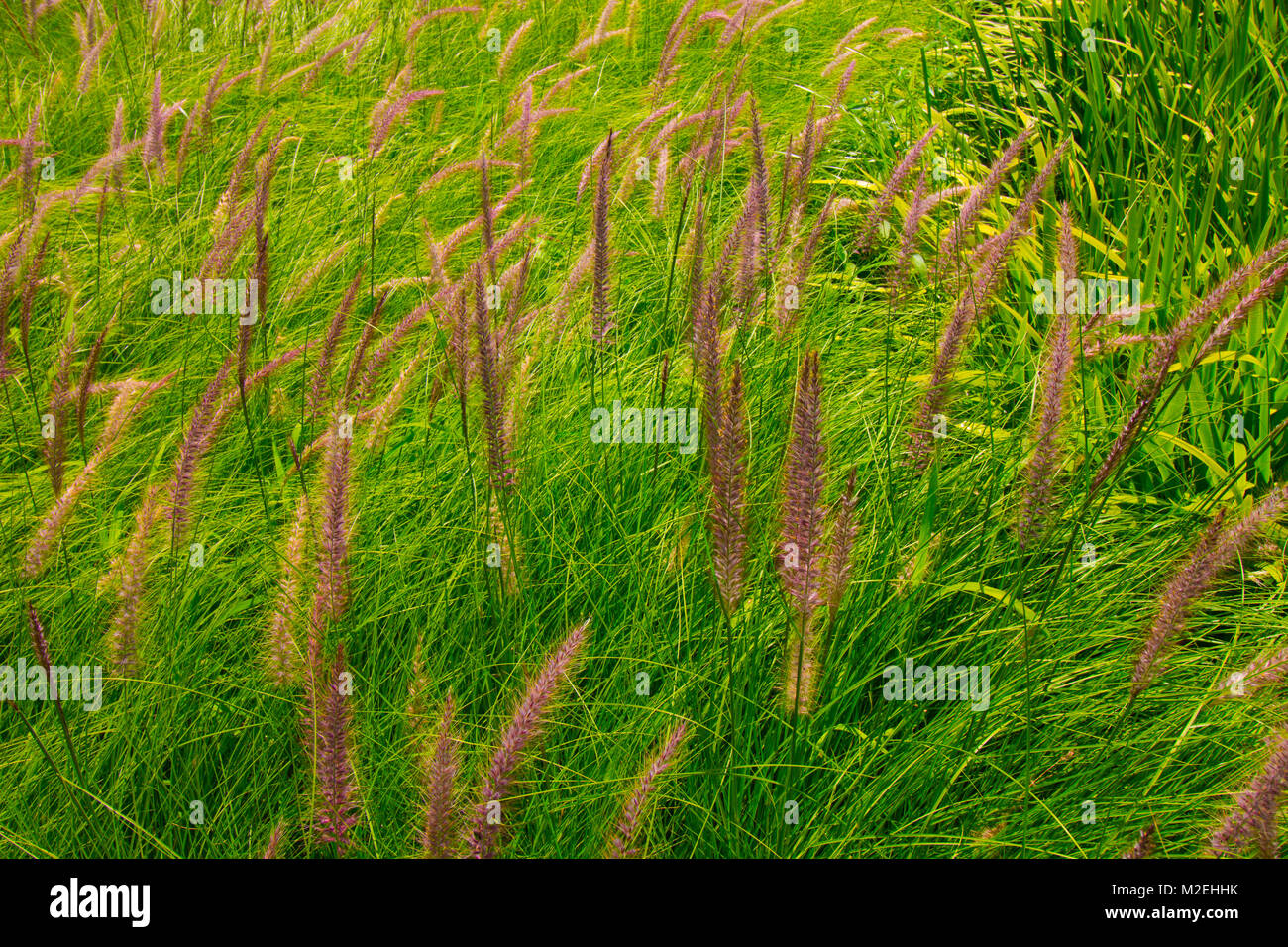 Tall Grass with Flowers Stock Photo - Alamy