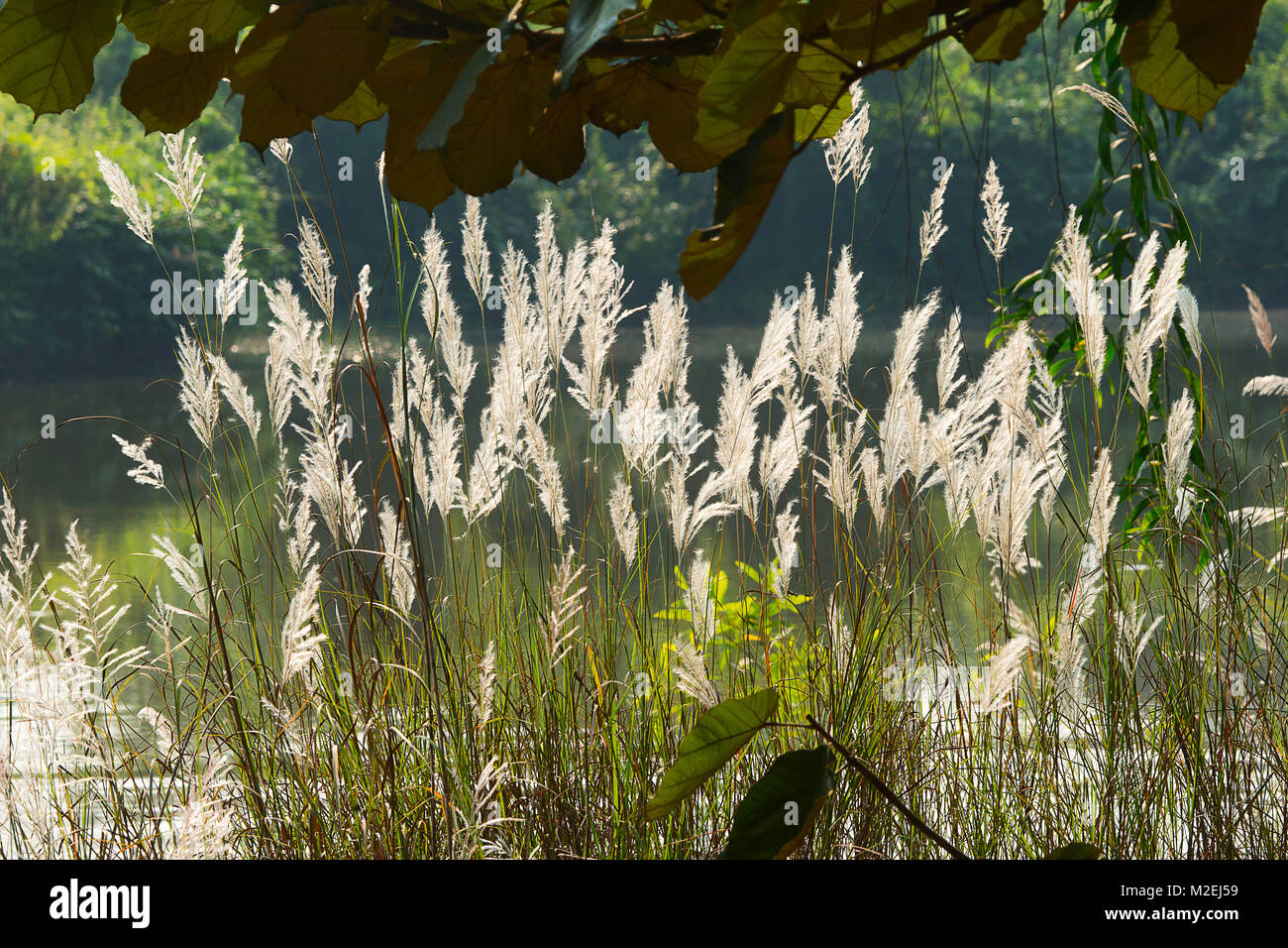South Asian perennial grass growing upto 3mts. Spreading rhizomatous ...