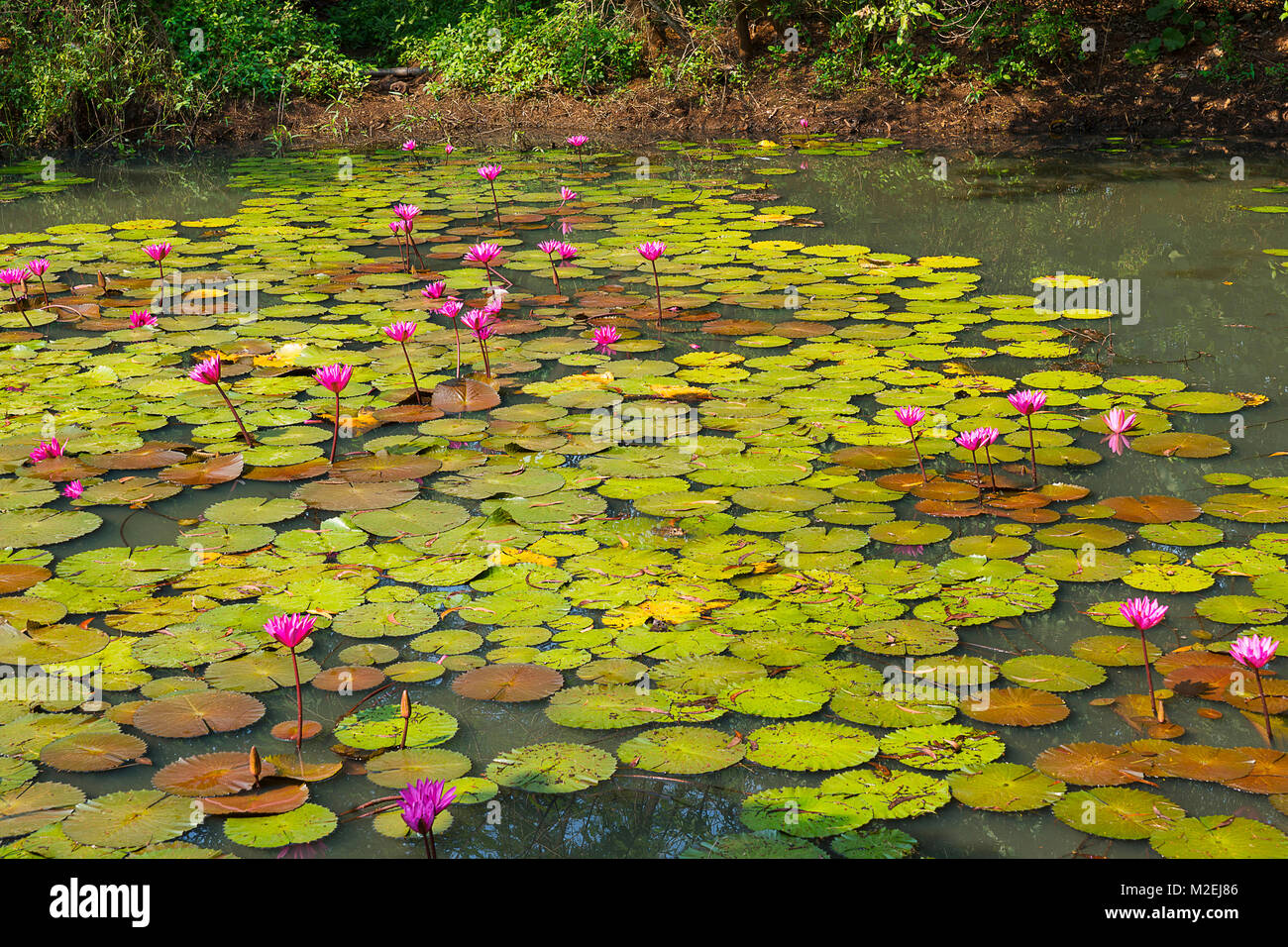 Pond full of pink lily-lotus. Pink Water Lily or Pink lotus, KUMUD in ...