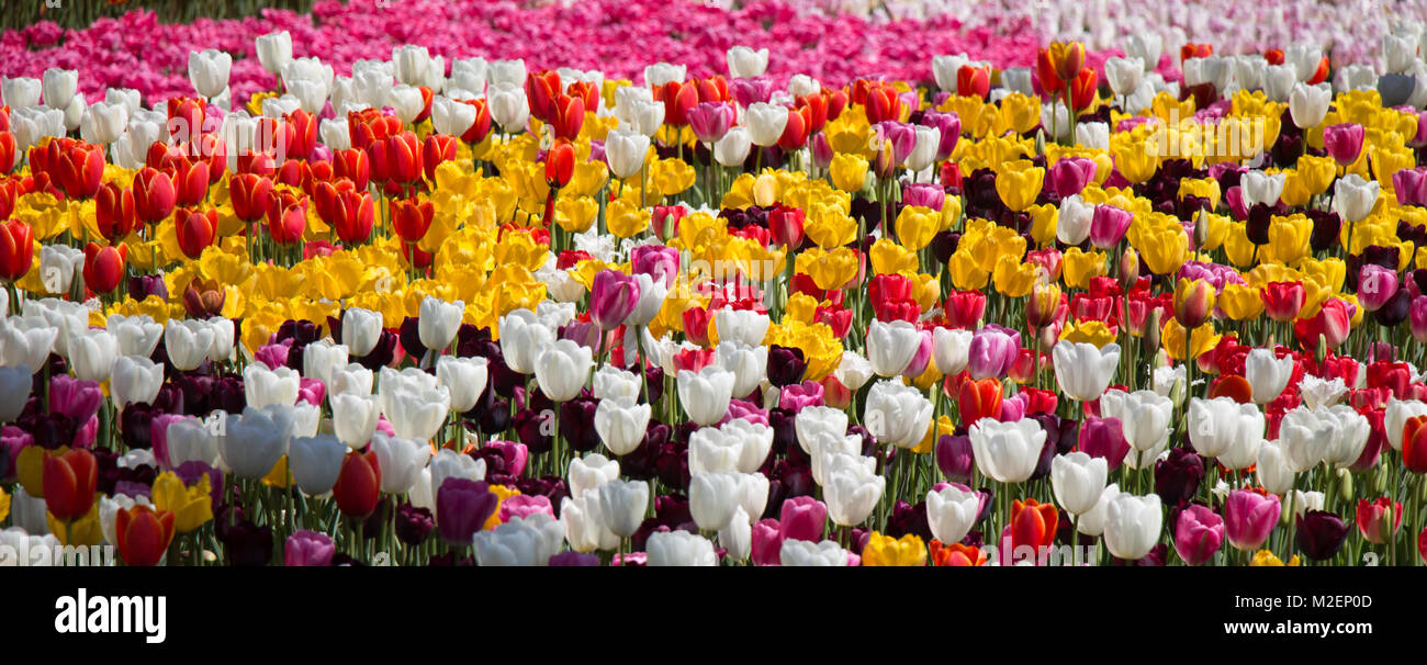Various color tulip flowers bloom in spring the garden Stock Photo - Alamy