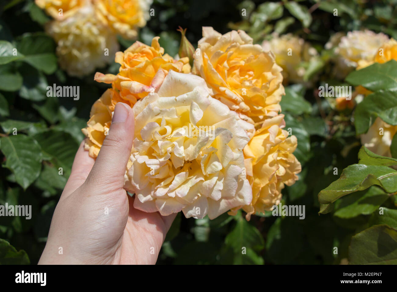 Hand holding some roses in the rose garden Stock Photo - Alamy