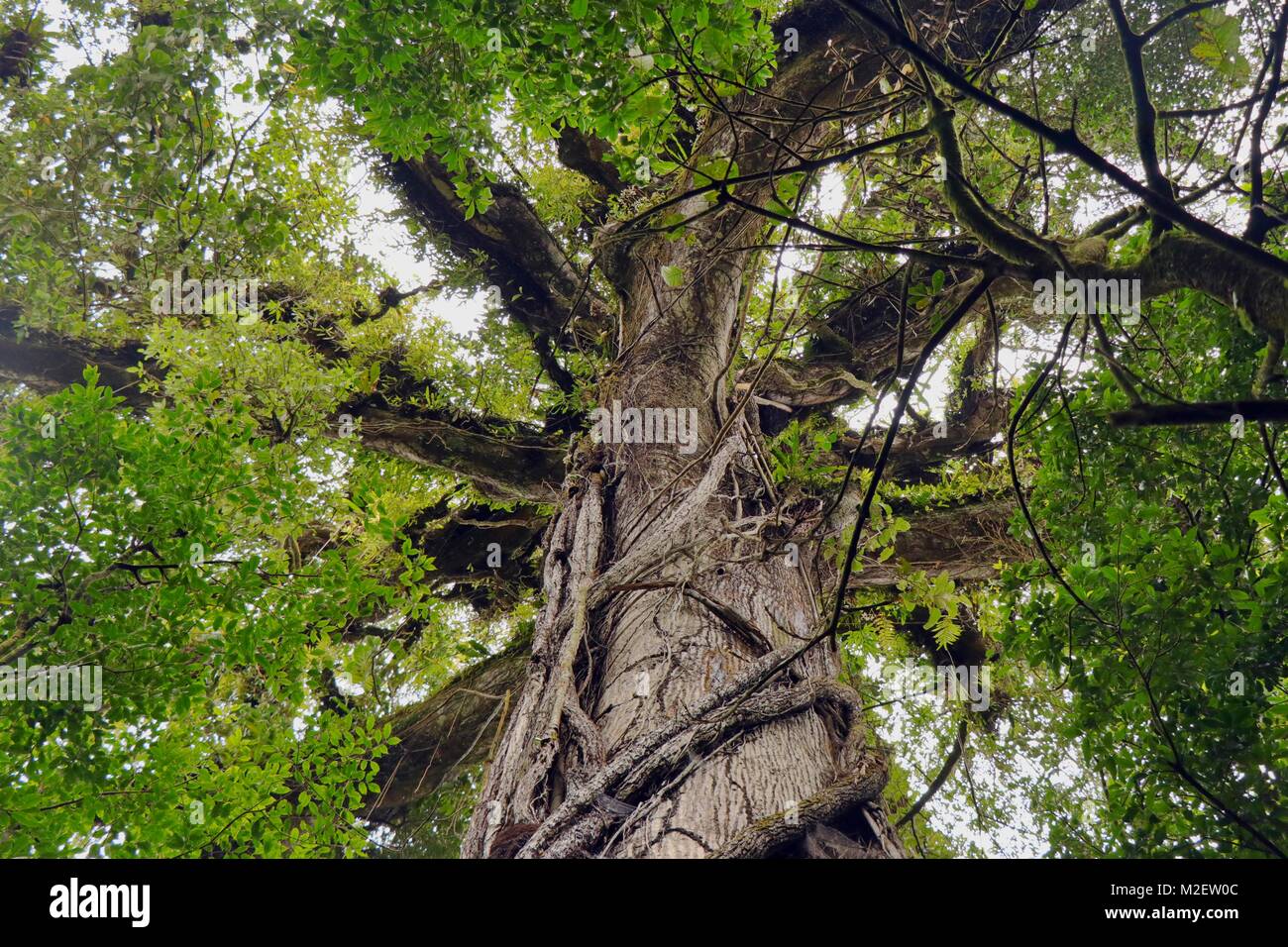 Kapok tree hi-res stock photography and images - Alamy