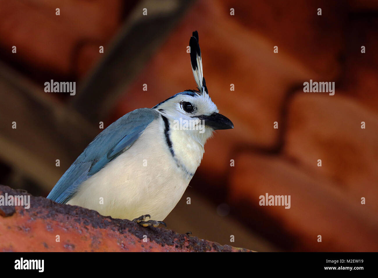 White-throated Magpie Jay looking down on the camera whilst sitting in ...