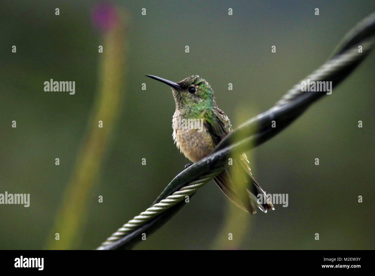 Wild Volcano Hummingbird (Selasphorus flammula) sitting on a wire in ...