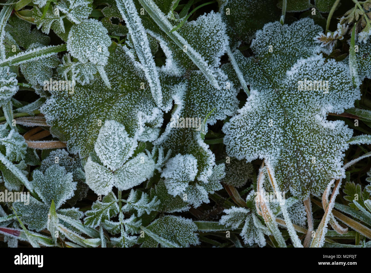 Frost looks like icing on the leaves Stock Photo - Alamy