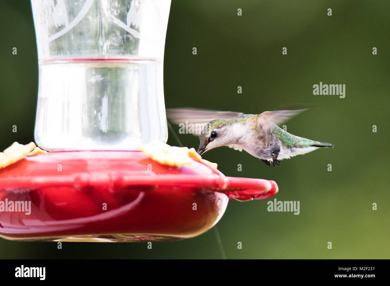 Beautiful Ruby-Throated Hummingbird feeding in flight Stock Photo - Alamy
