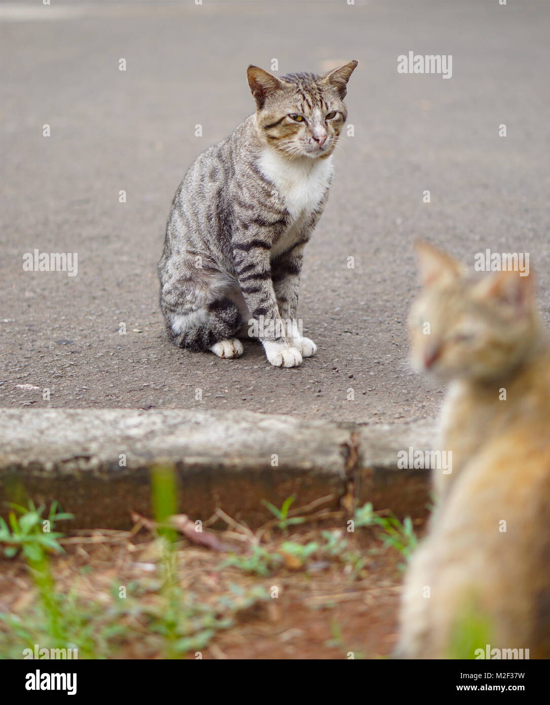Two cats after fighting Stock Photo - Alamy