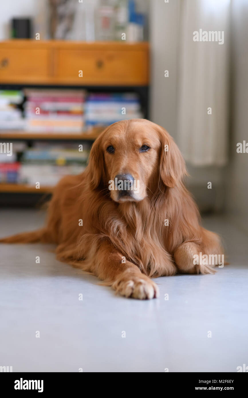Golden Retriever to lie on the ground Stock Photo - Alamy