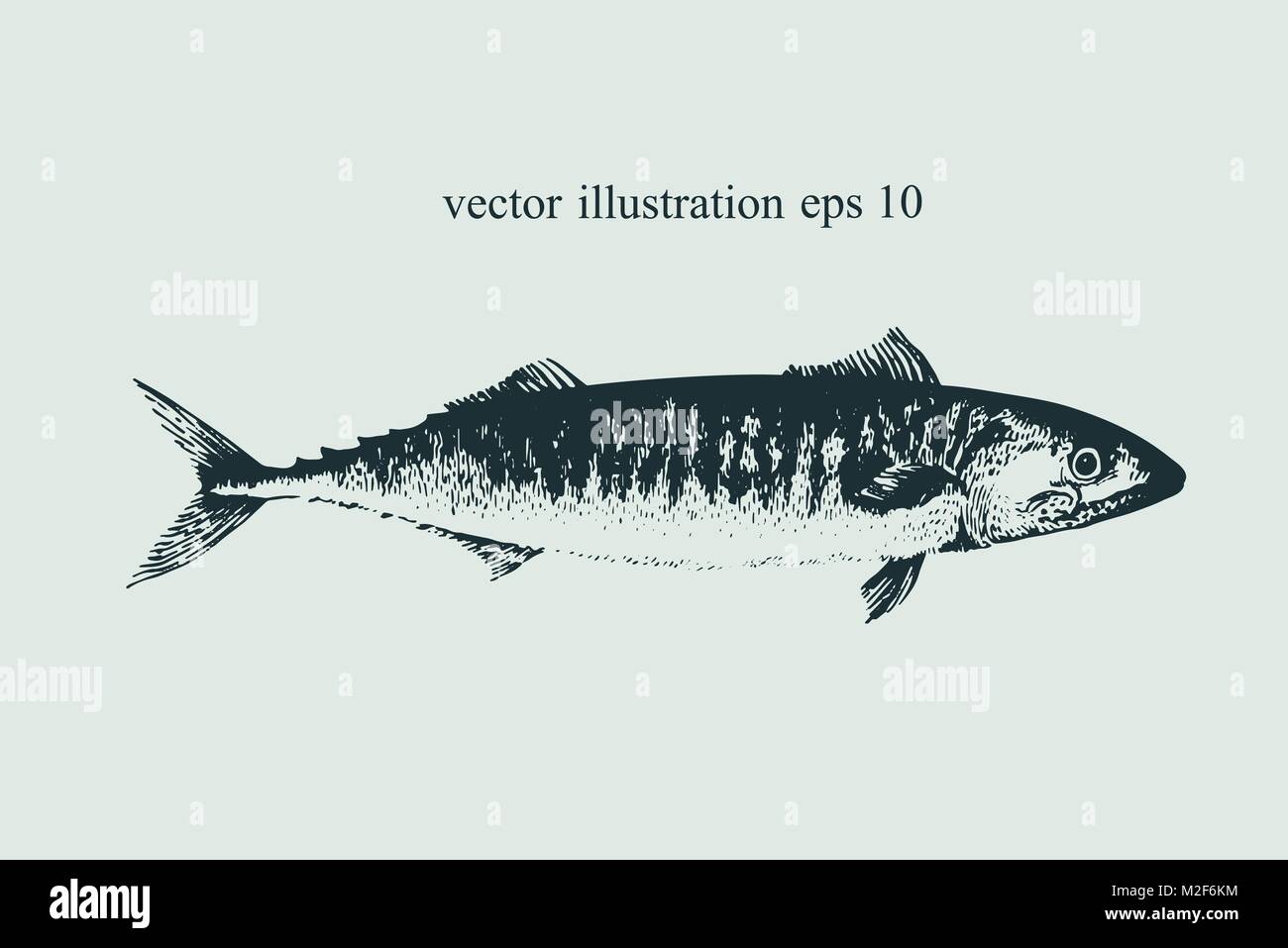 Mackerel. Hand drawn vintage vector illustration. Fish silhouette Stock ...