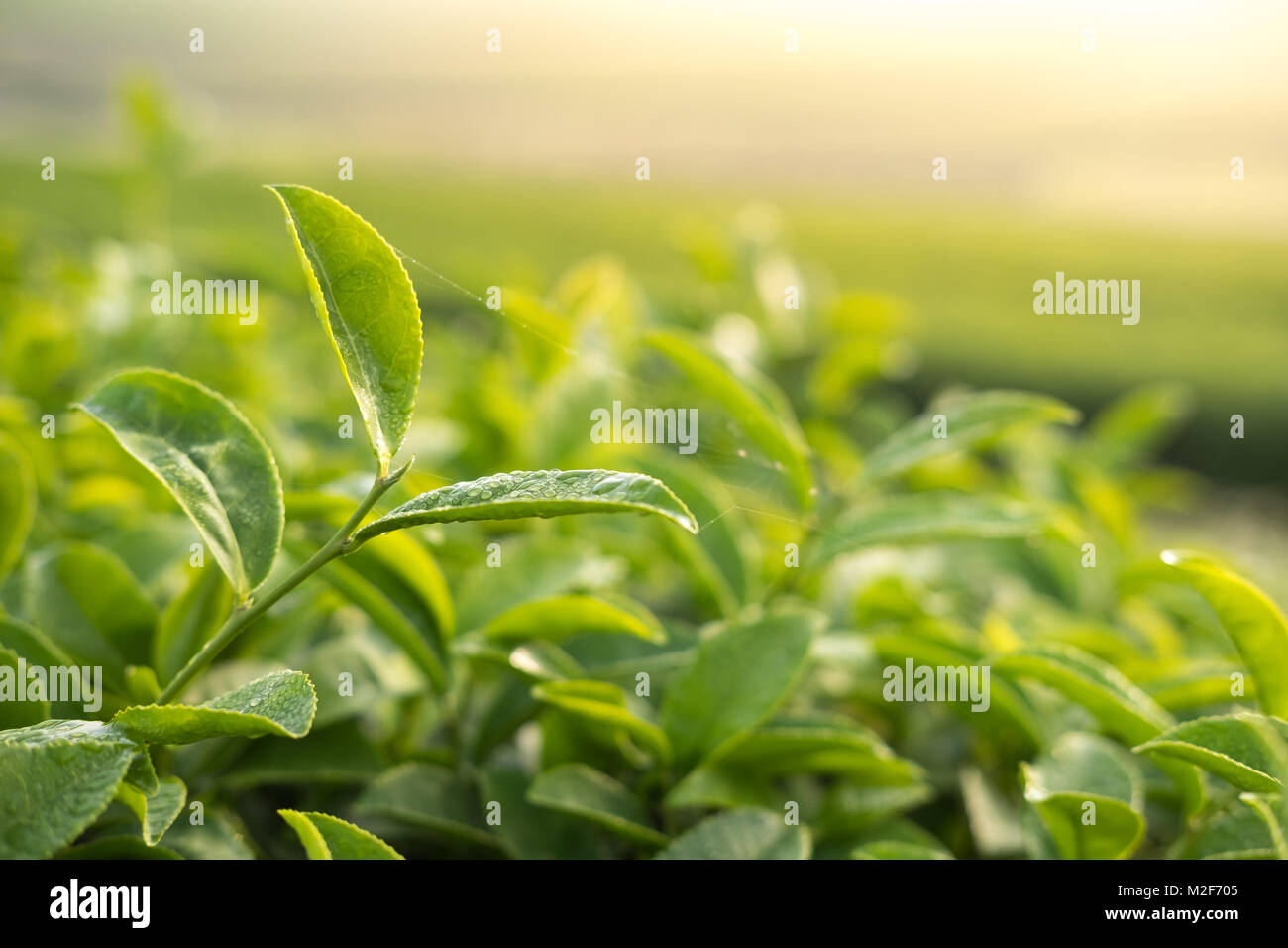 Young green tea leaf in morning,Tea plantation Stock Photo - Alamy