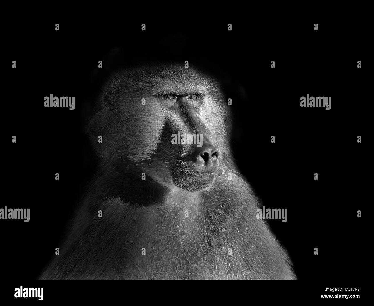 Shadow baboon Black and White Stock Photos & Images - Alamy