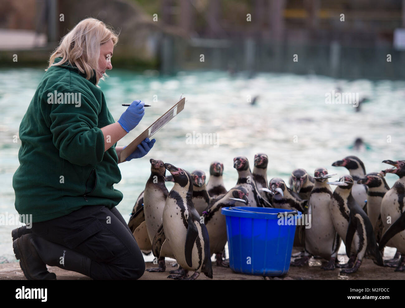 ZSL London Zoo, Regent’s Park, London. 7th Feb2018. Zookeepers at ZSL ...