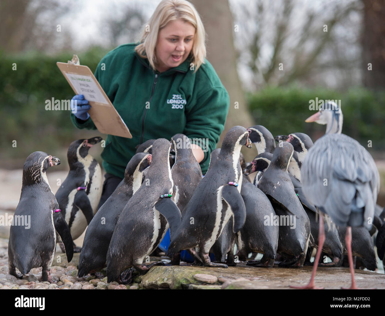 ZSL London Zoo, Regent’s Park, London. 7th Feb2018. Zookeepers at ZSL ...
