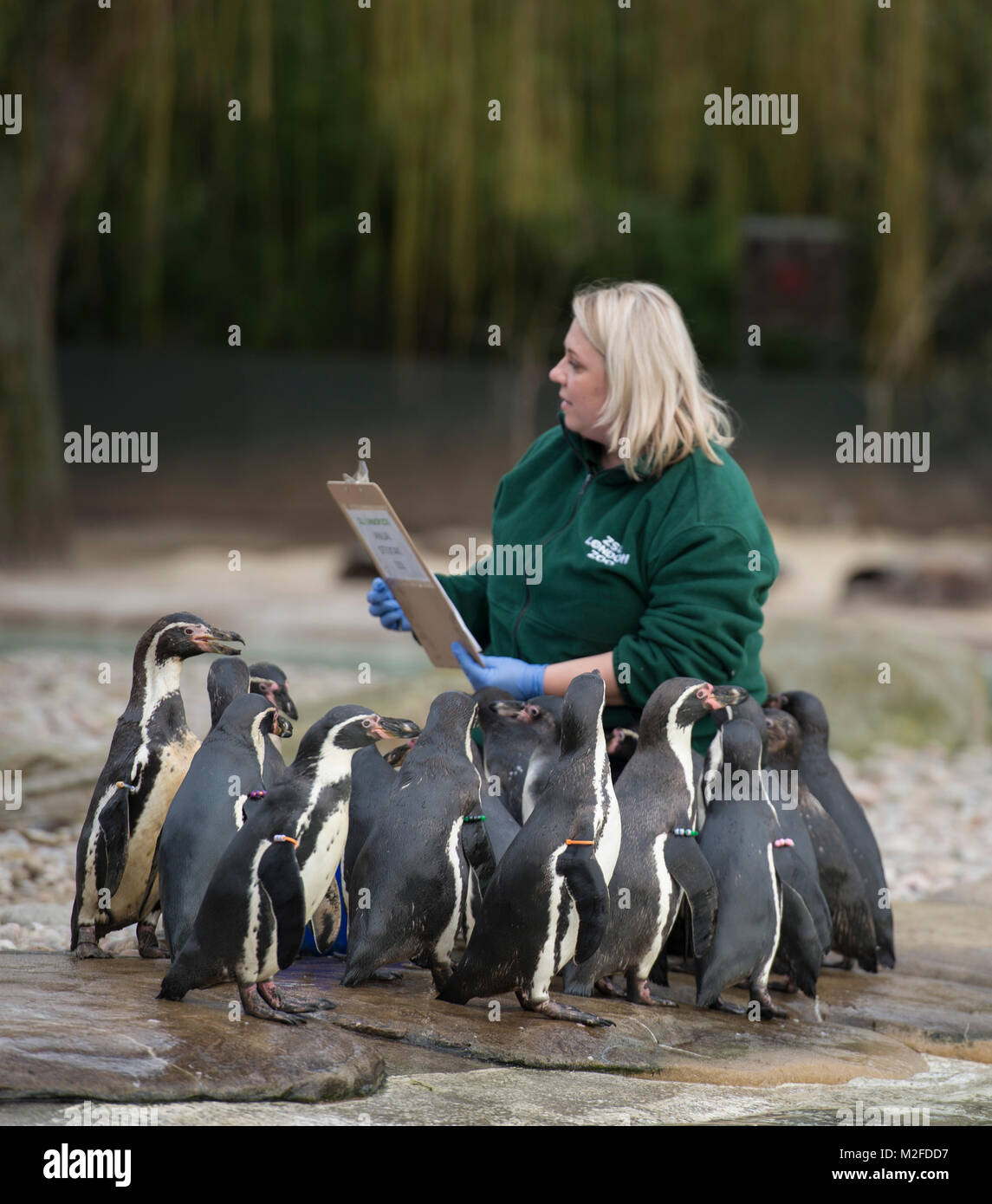 ZSL London Zoo, Regent’s Park, London. 7th Feb2018. Zookeepers at ZSL ...