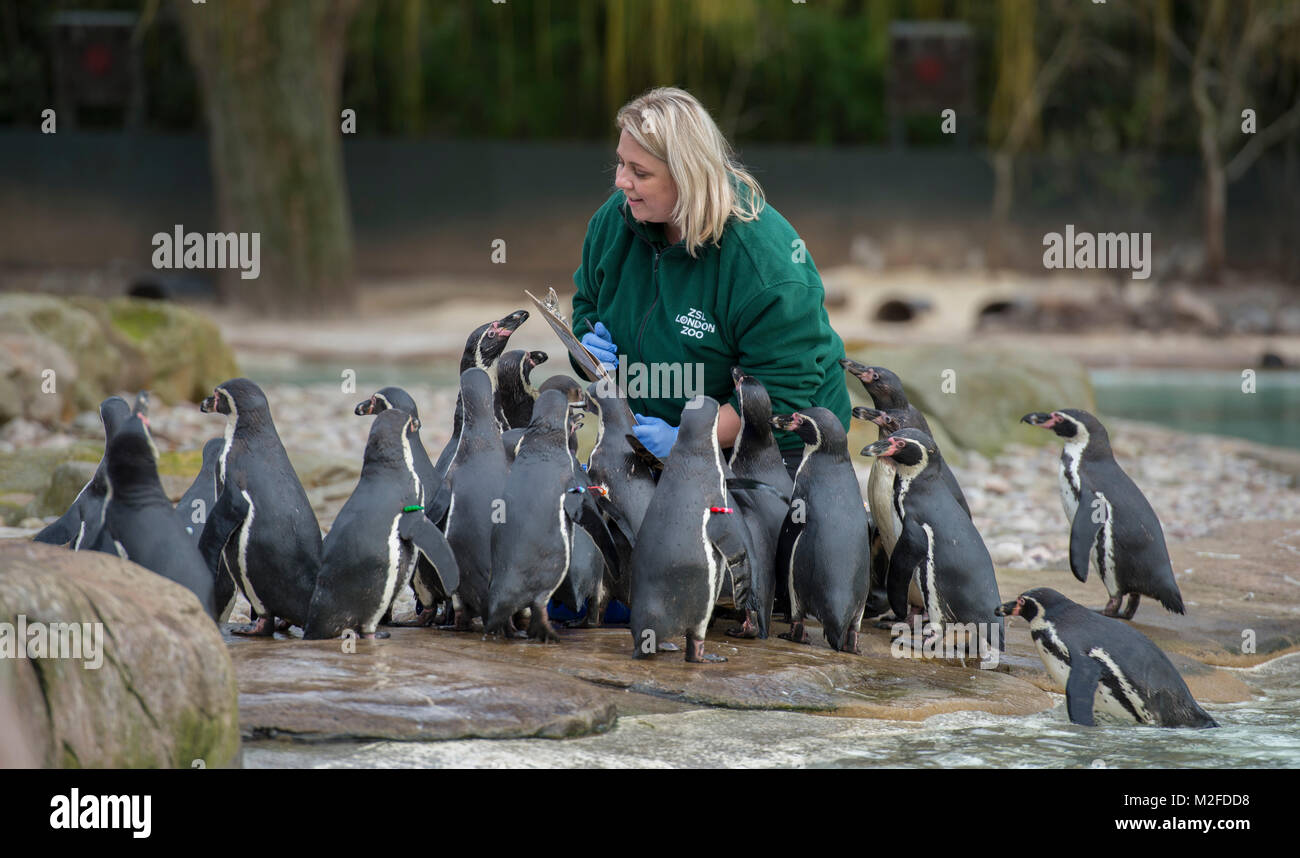 ZSL London Zoo, Regent’s Park, London. 7th Feb2018. Zookeepers at ZSL ...