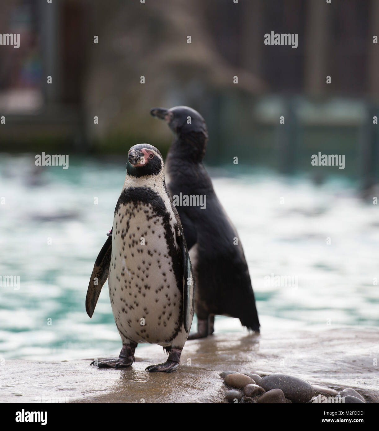 ZSL London Zoo, Regent’s Park, London. 7th Feb2018. Zookeepers at ZSL ...