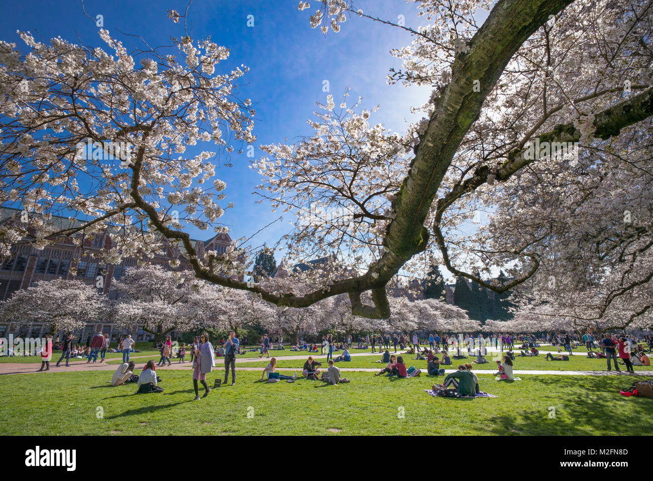 Seattle university of washington campus hi-res stock photography and ...