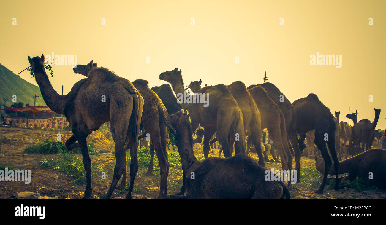 Pushkar Cattle Fair, Rajasthan, India Stock Photo - Alamy