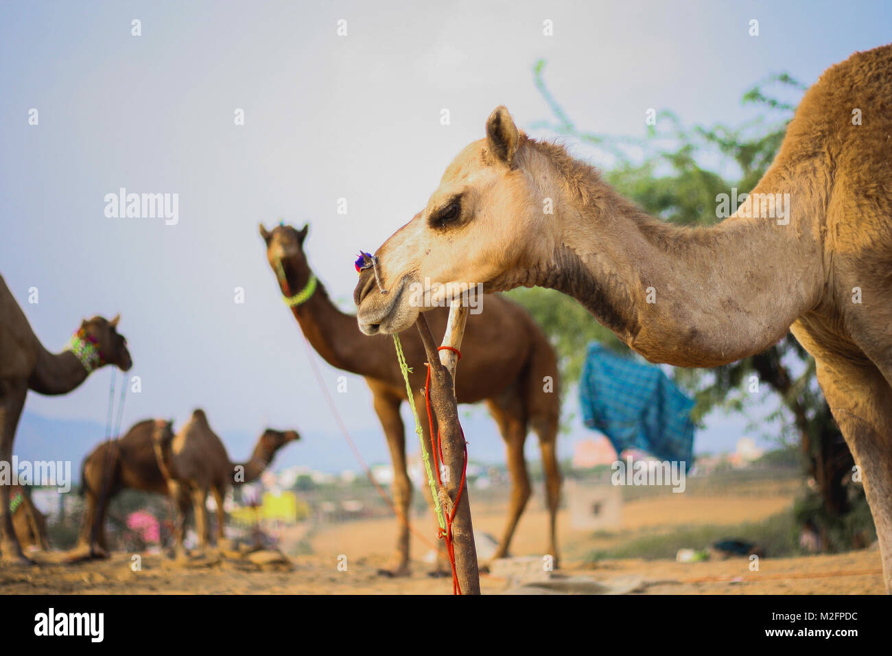 Pushkar Cattle Fair, Rajasthan, India Stock Photo - Alamy