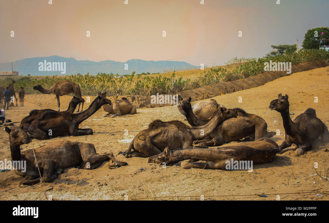 Pushkar Cattle Fair, Rajasthan, India Stock Photo - Alamy