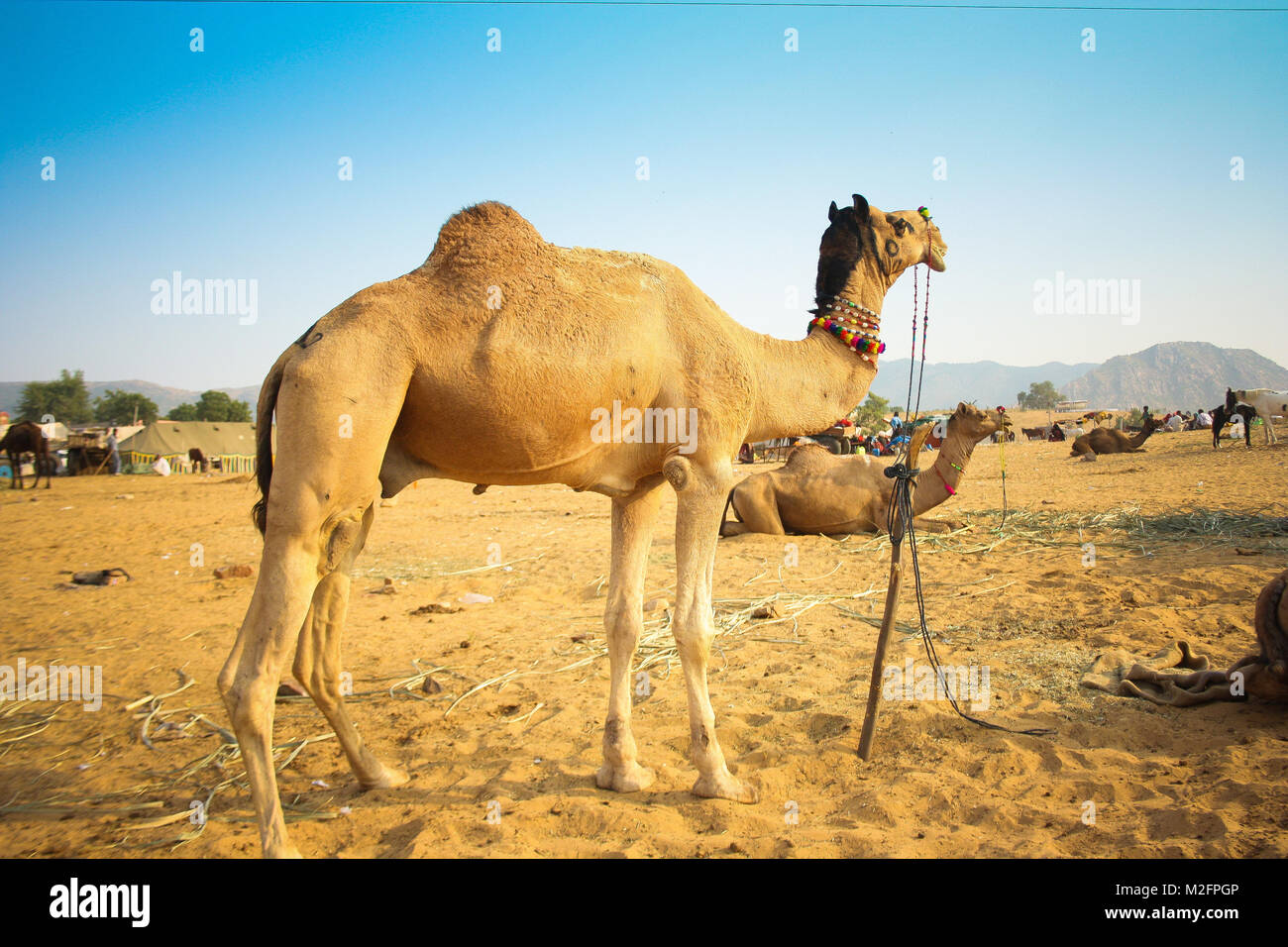 Indian religious fair hi-res stock photography and images - Alamy
