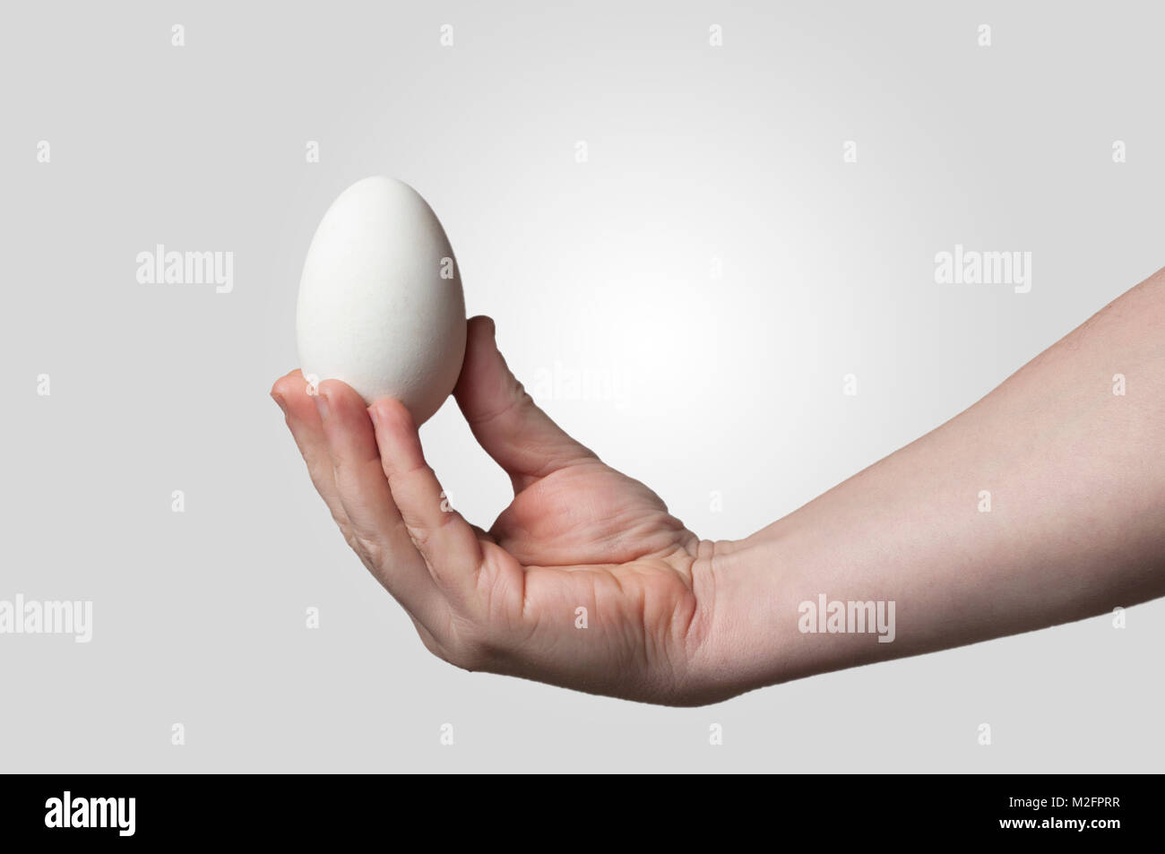 Hand holding a big goose egg Stock Photo - Alamy