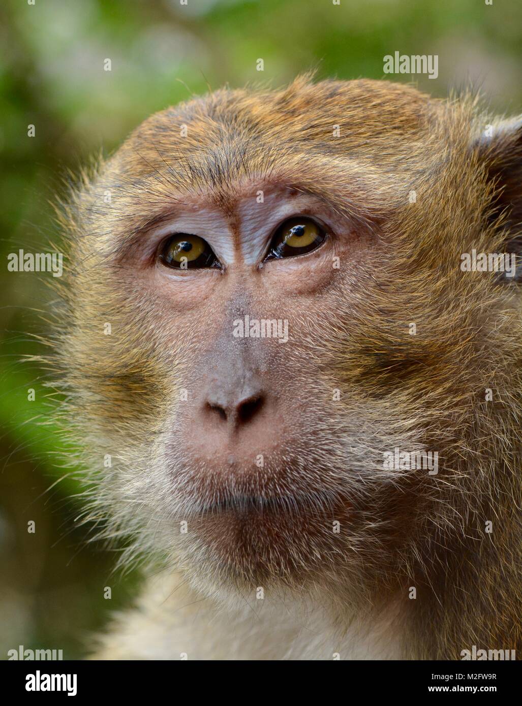 long tailed macaque face Stock Photo - Alamy