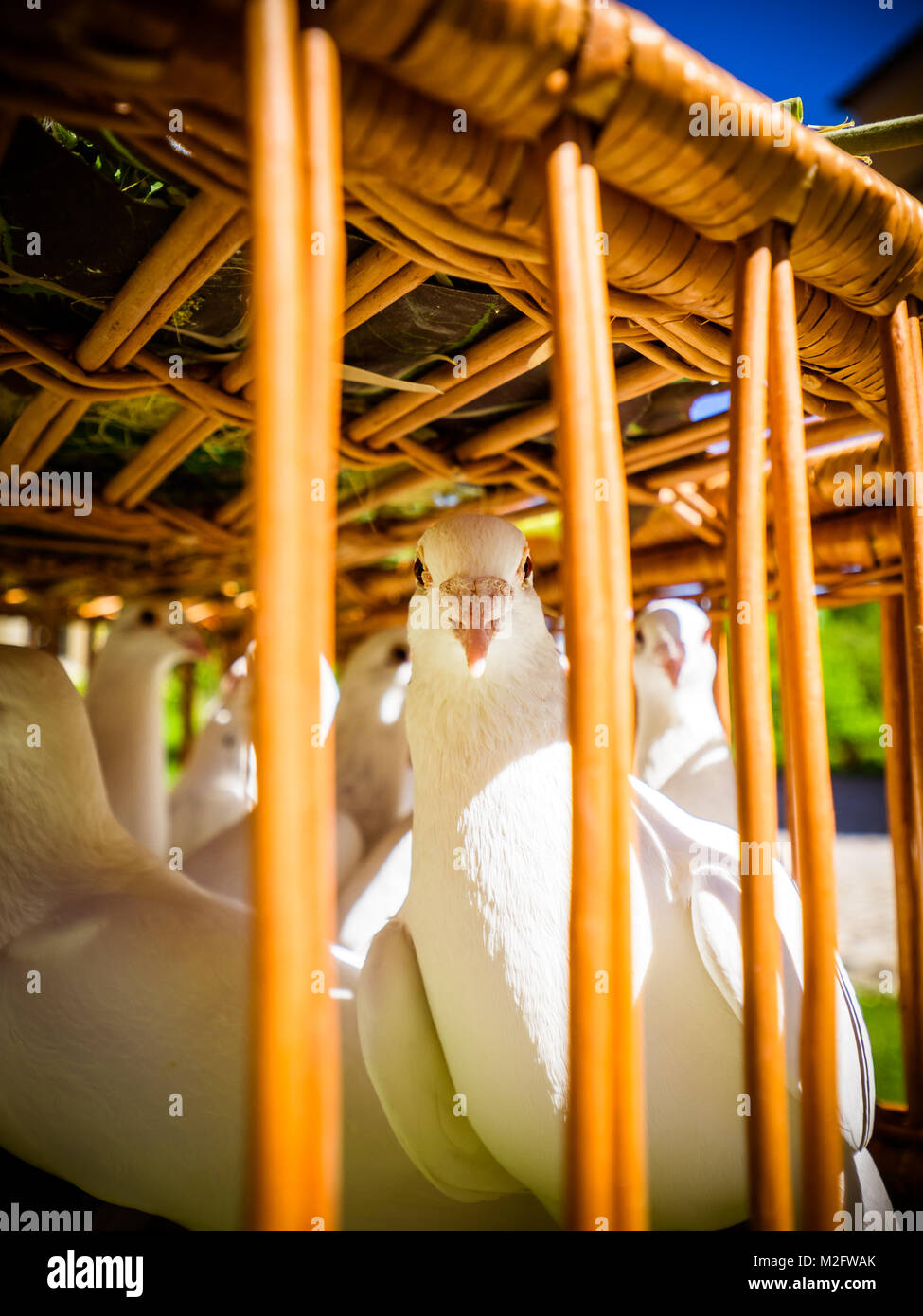 Fluffy doves hi-res stock photography and images - Alamy
