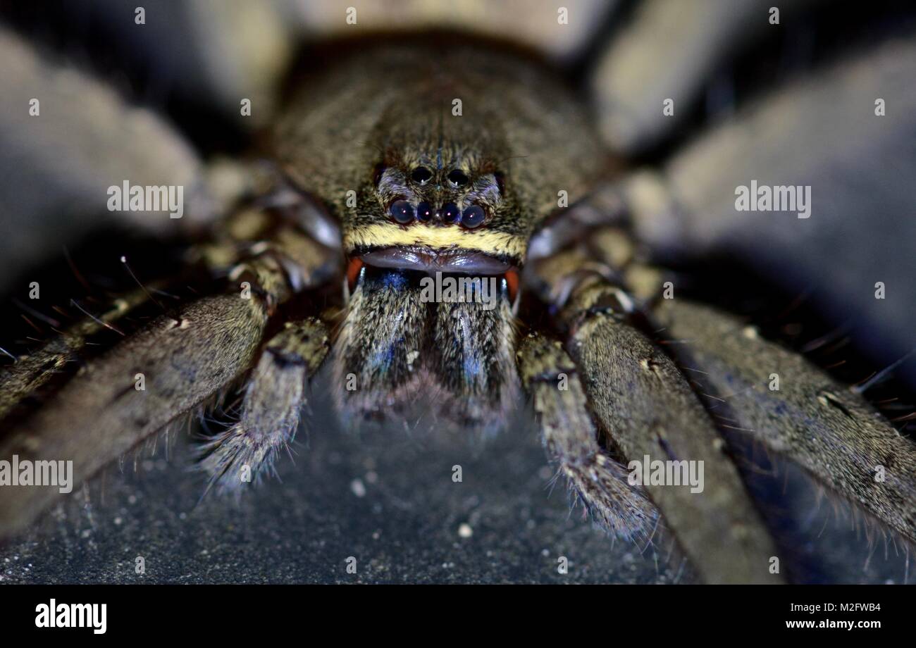 Female huntsman spider hi-res stock photography and images - Alamy