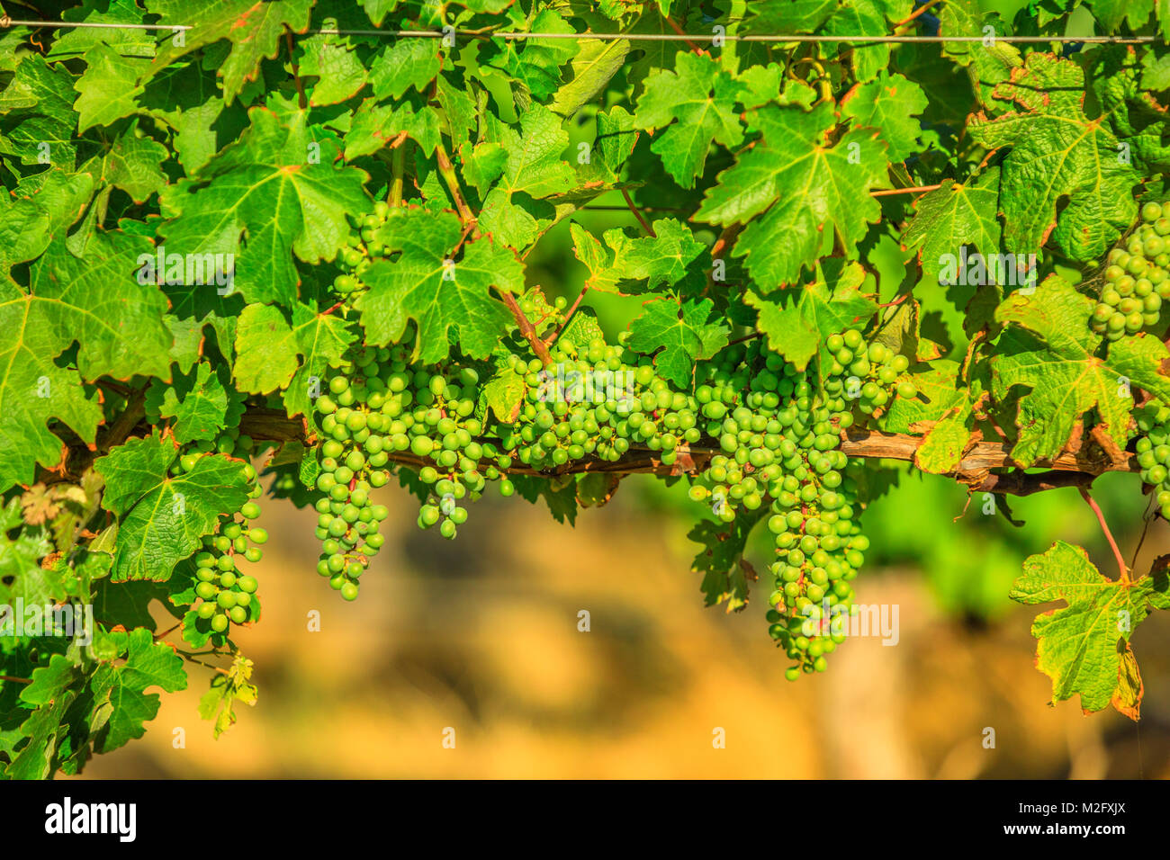 Seasonal background hi-res stock photography and images - Alamy
