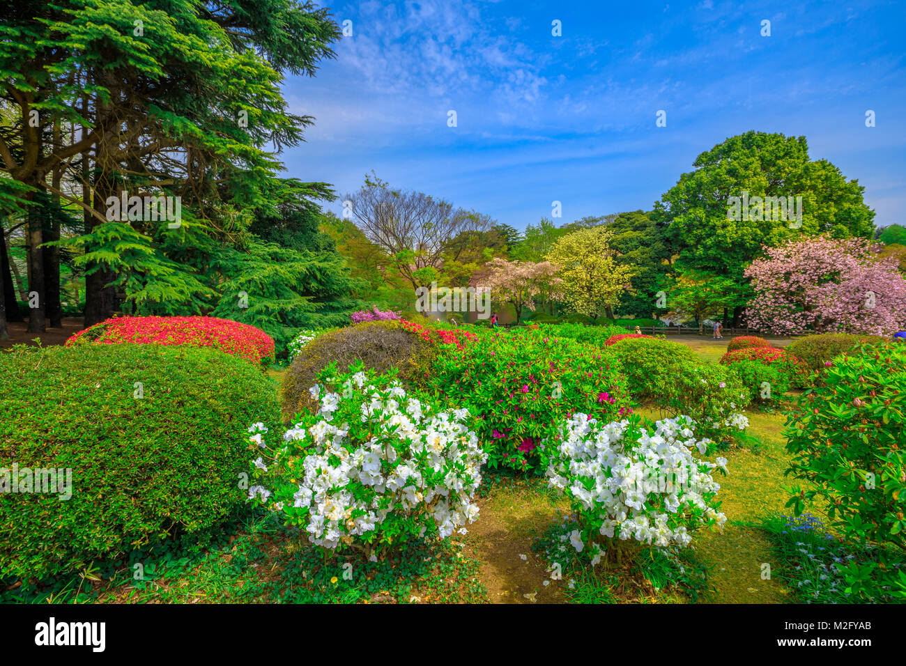 Shinjuku Gyoen in spring Stock Photo - Alamy