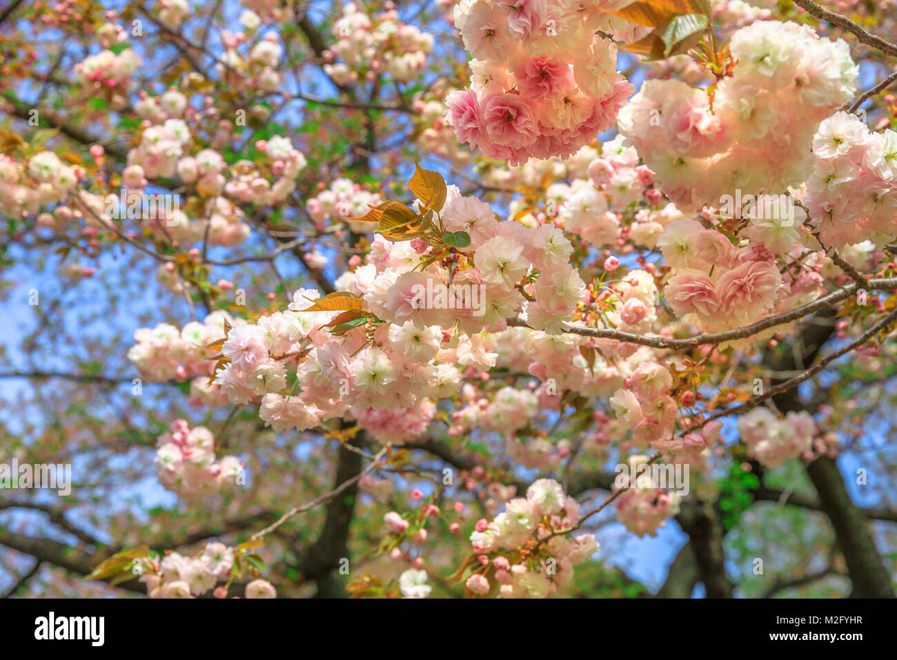 Pink Sakura background Stock Photo - Alamy