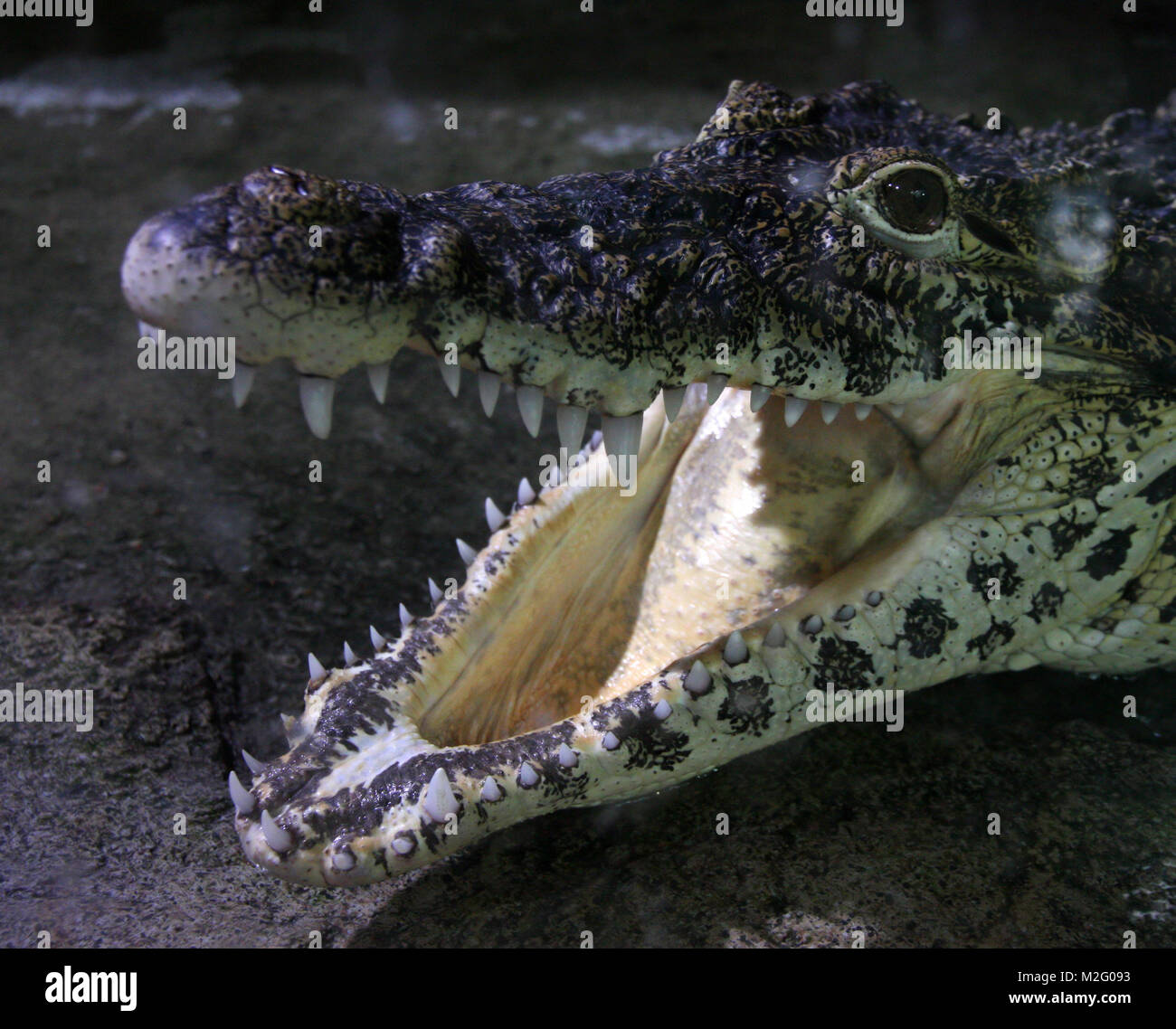 Crocodile with open jaws in close up Stock Photo - Alamy