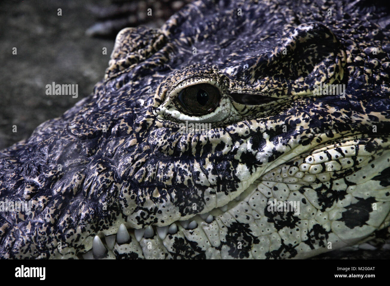 Crocodile eyes macro hi-res stock photography and images - Alamy