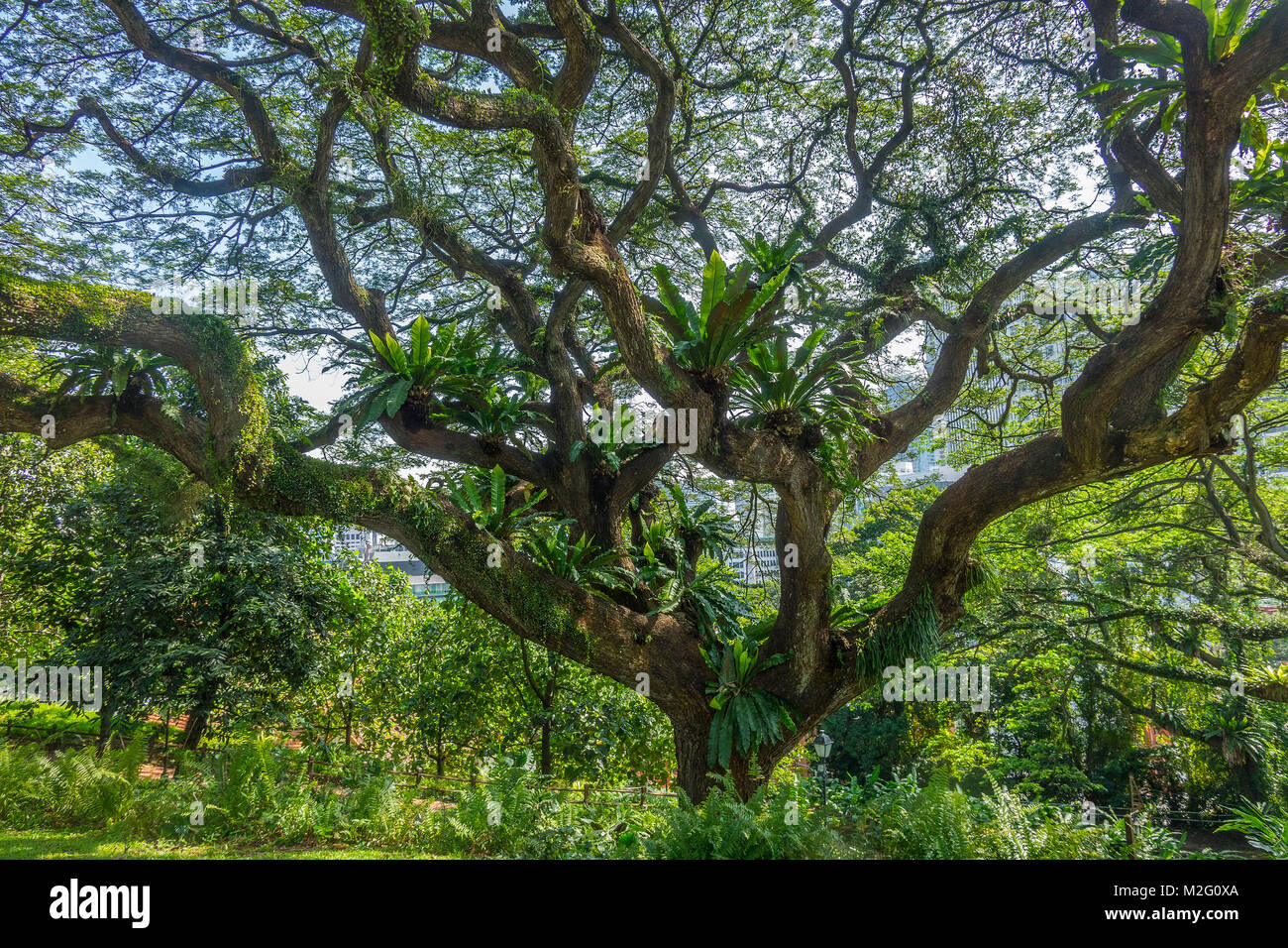 Rain tree samanea saman singapore hi-res stock photography and images ...