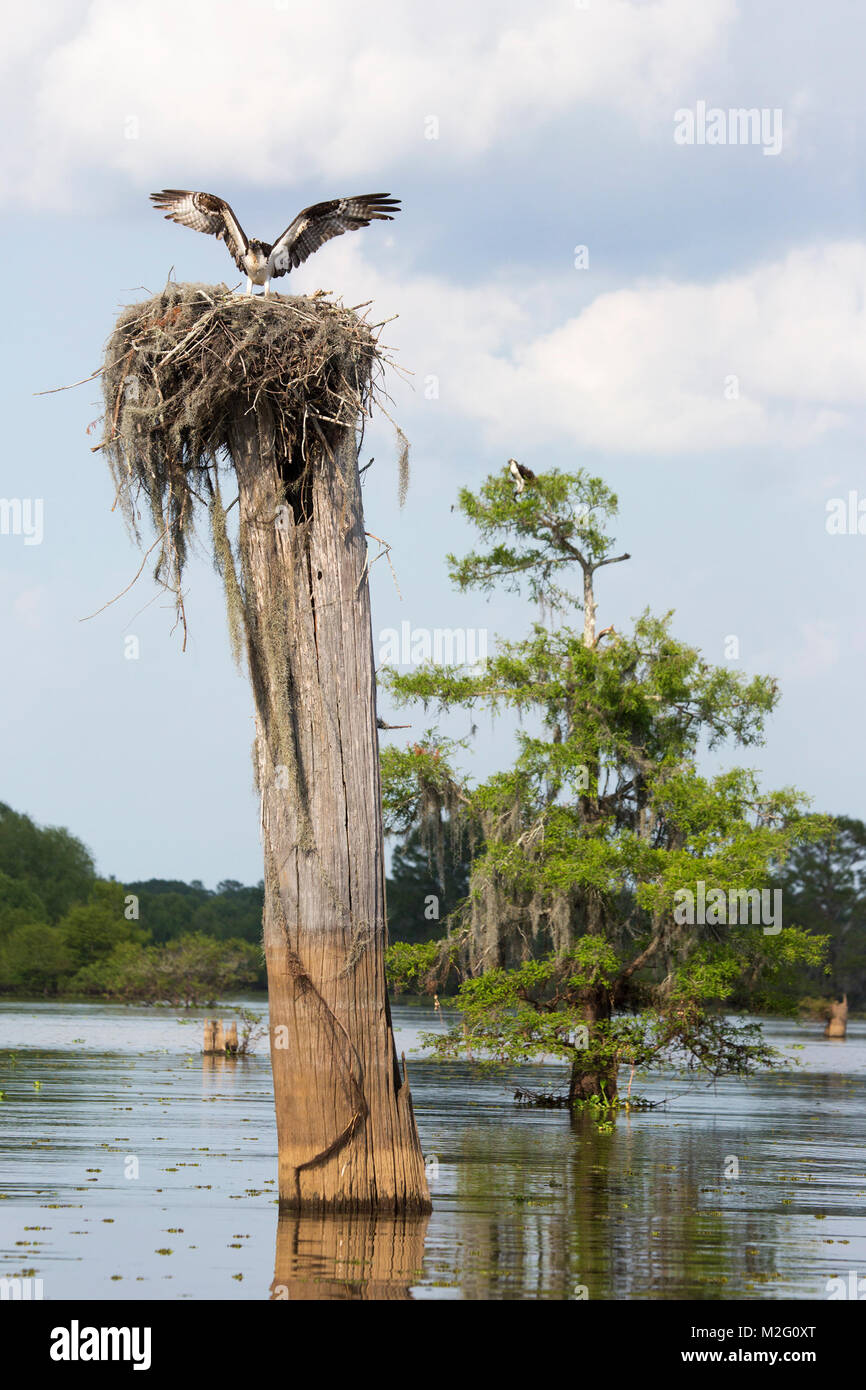 Louisiana Swamp Birds